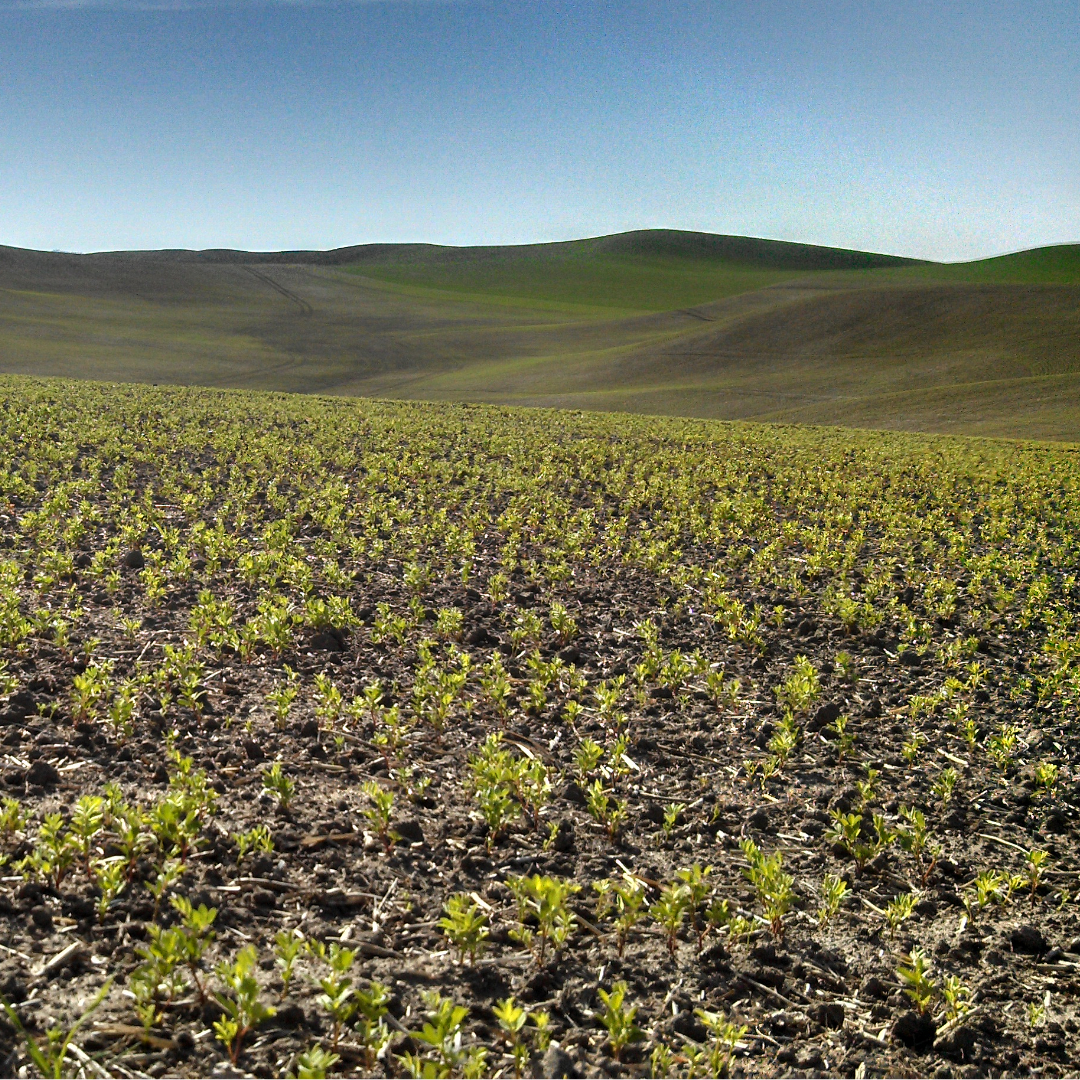 April Farm News – Palouse Brand