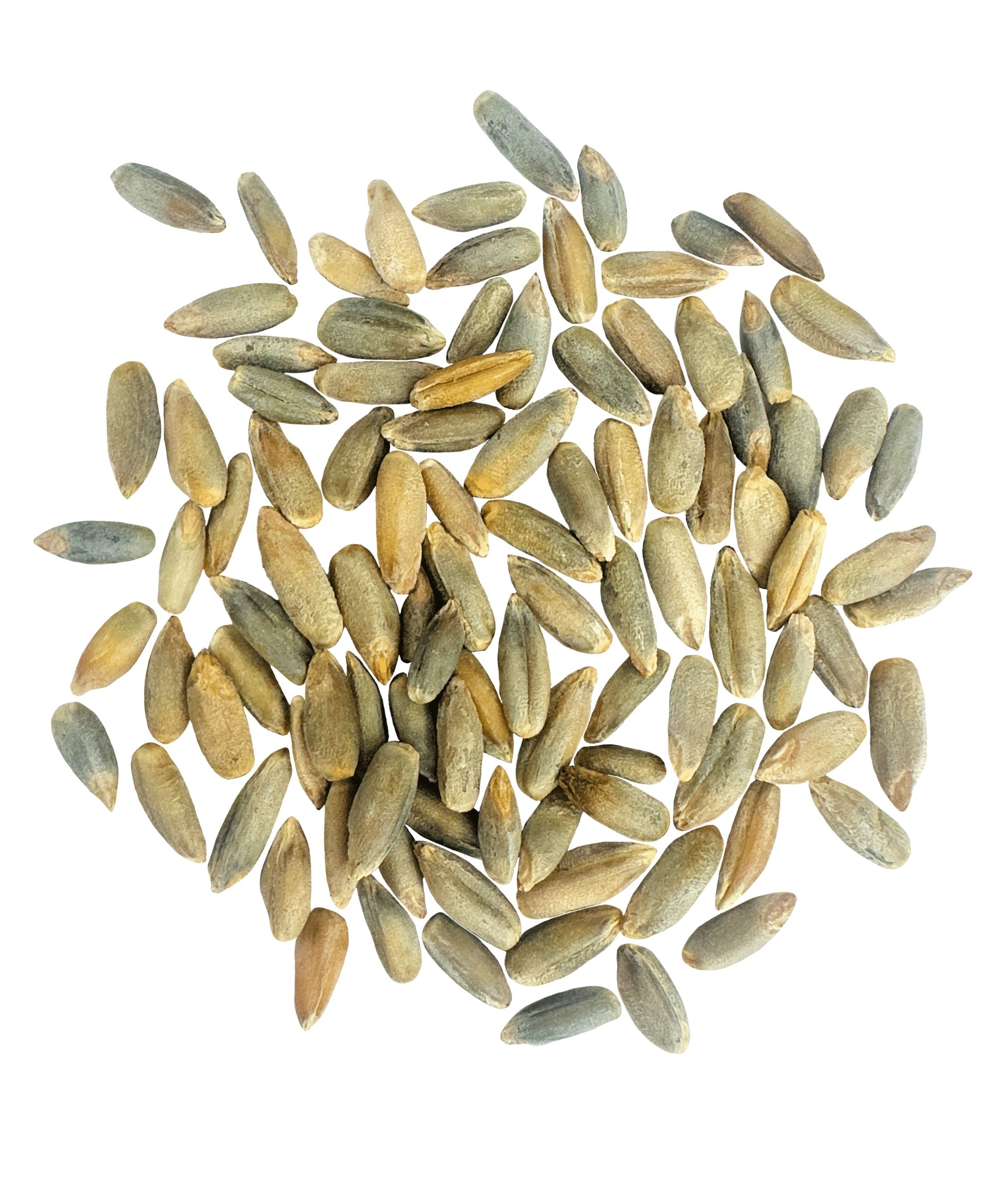 Rye Berries| Certified Glyphosate Residue Free | 18 LB – Palouse Brand